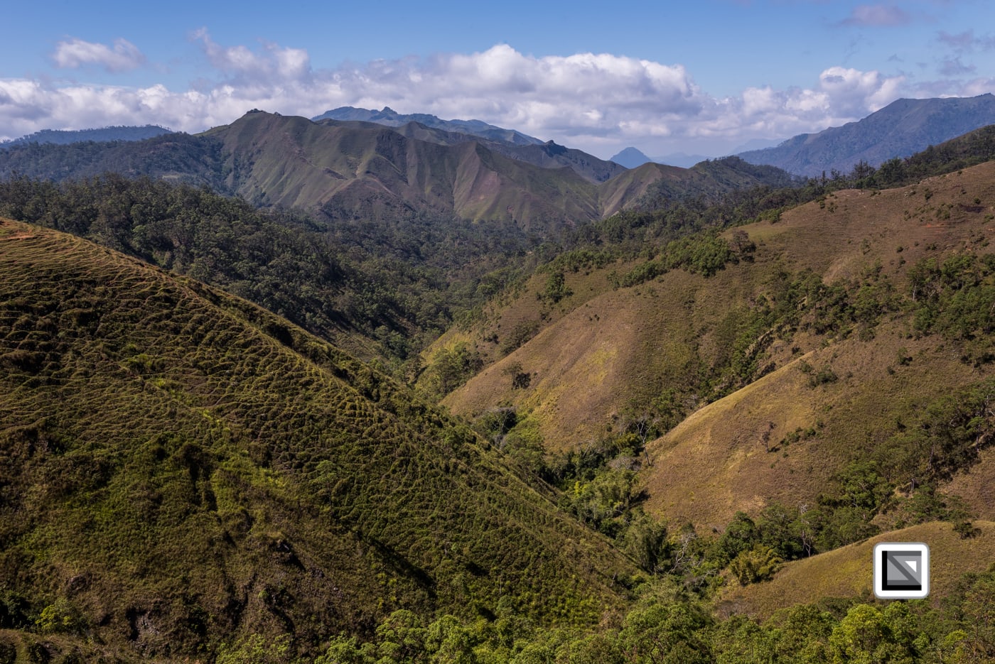 East Timor Forest