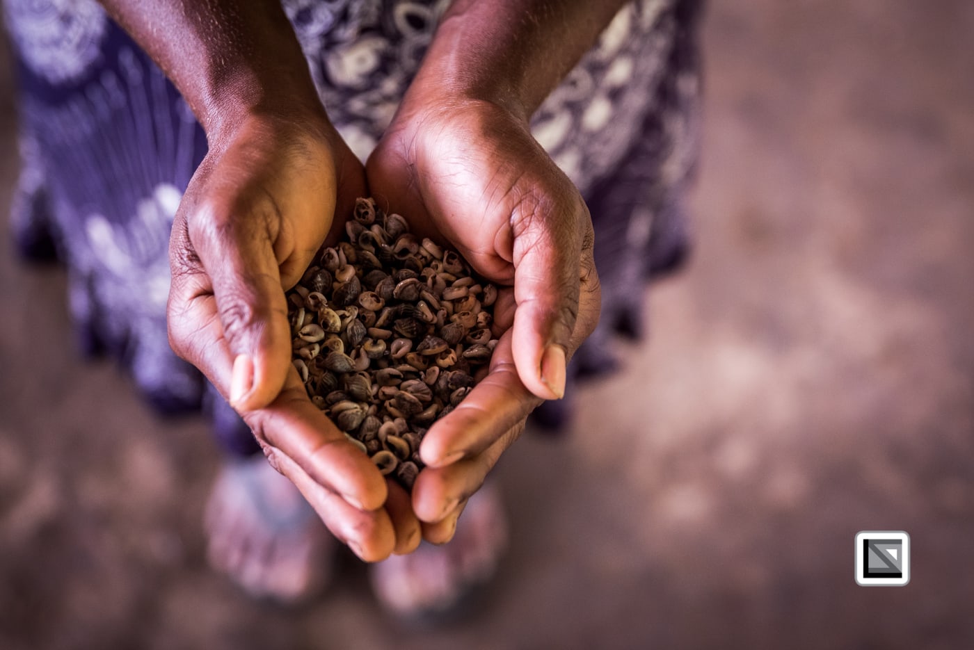 PNG-East_New_Britain-Tabu-Shell_Money-2-16-2